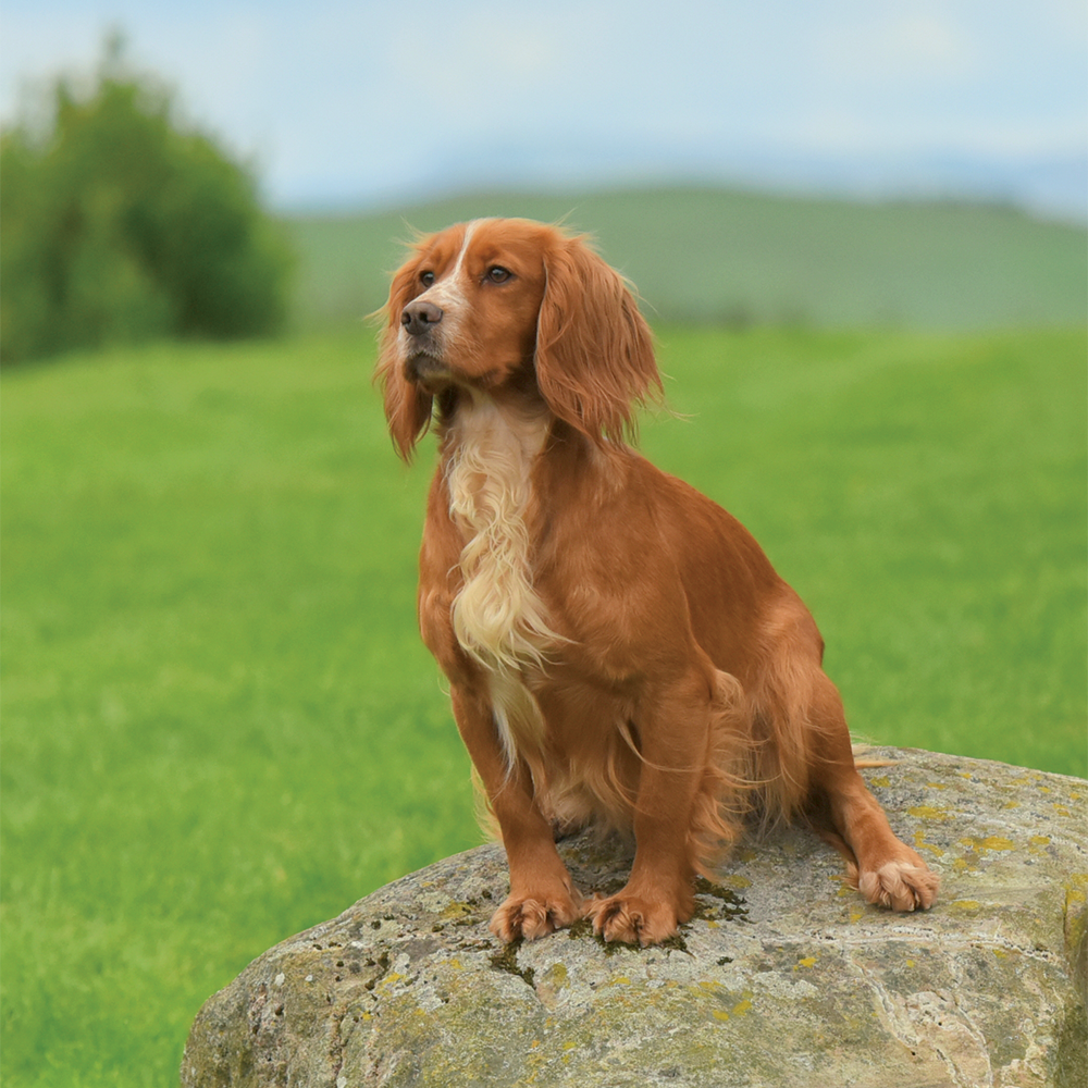 Mordor Gundogs | Breeding